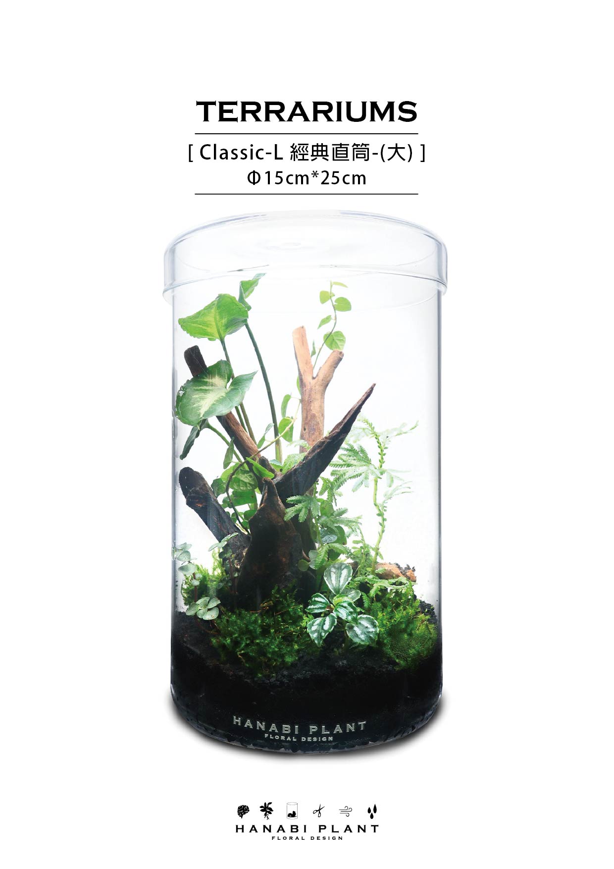 Hanabi plant 煙花蕨醒 經典款生態瓶-直筒 (大) | 誠品線上