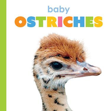 Baby Ostriches | 誠品線上